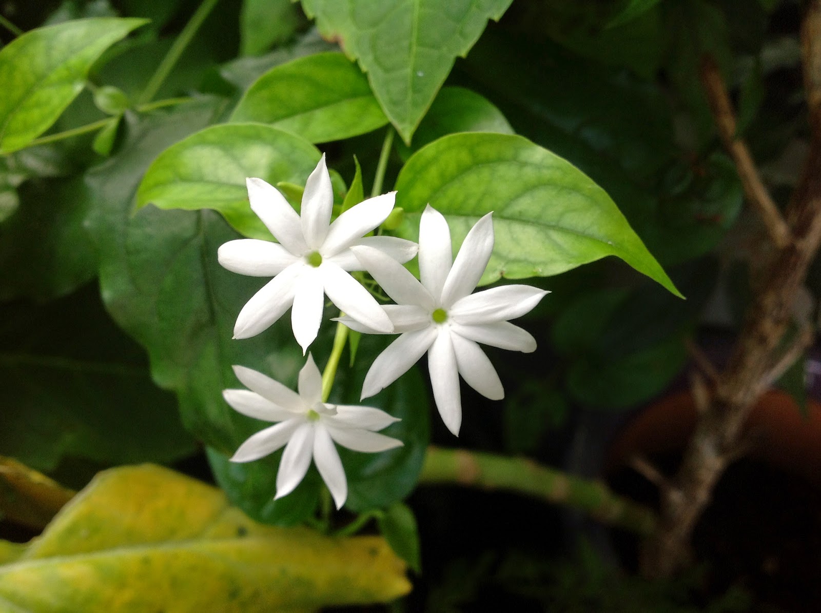 Gardening In Containers: Jungle jasmine