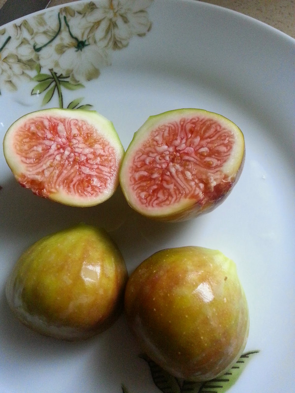 TaMAn TEmPErATe: australia flanders fig profile update