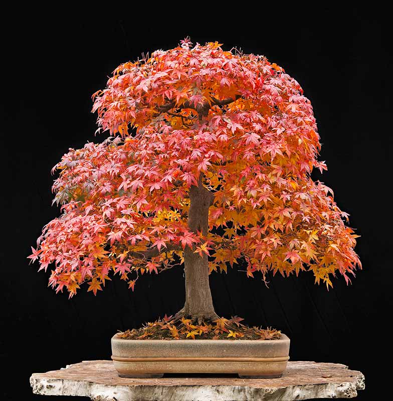Walter Pall Bonsai Adventures: Japanese maple #3