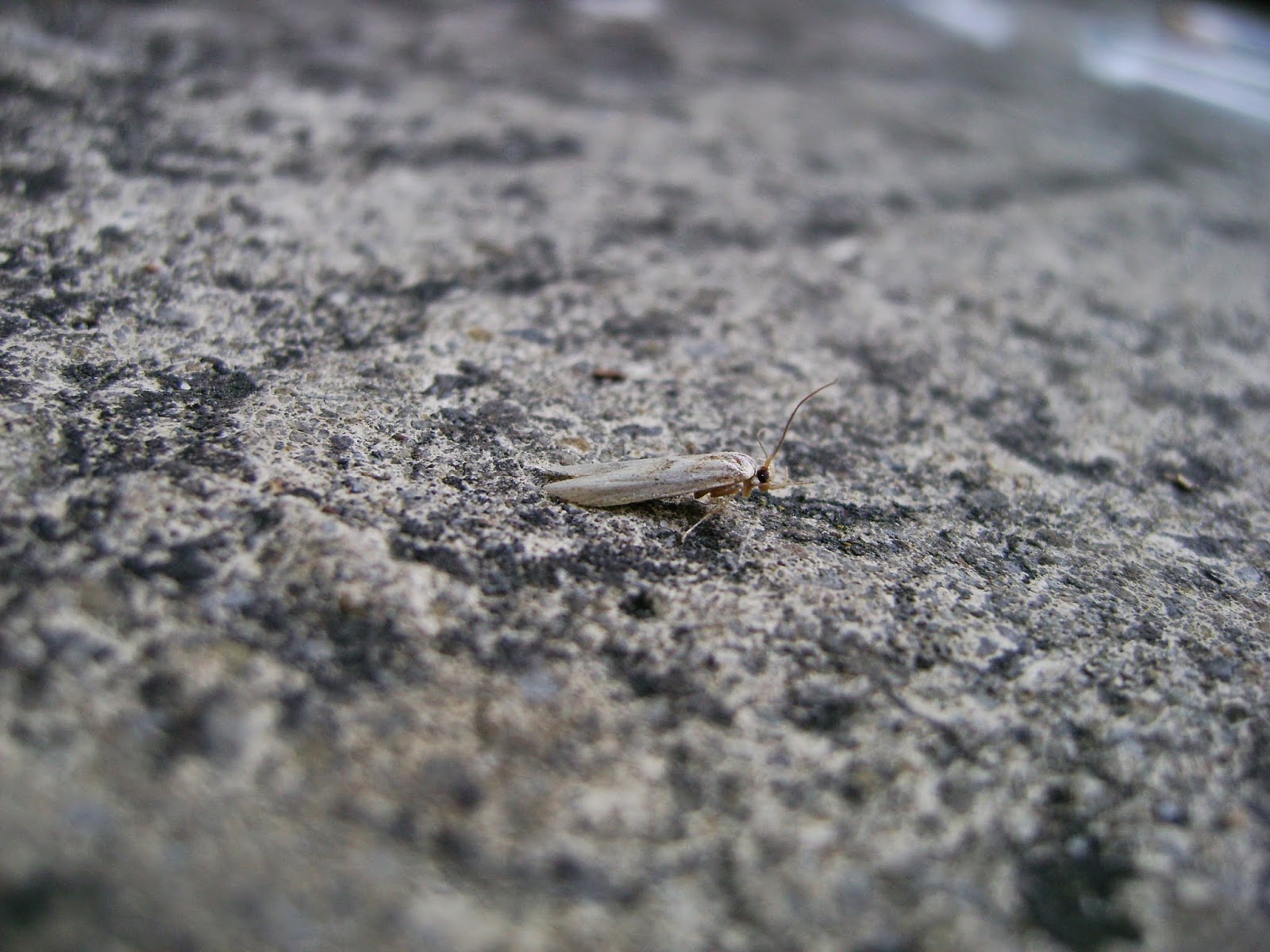 Carmarthenshire Moth and Butterfly Group: Persevering with Micros ...