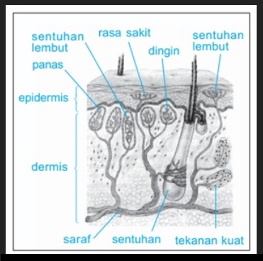 Indra Penglihatan, Pembau atau Penciuman, Pengecap, Pendengaran dan ...