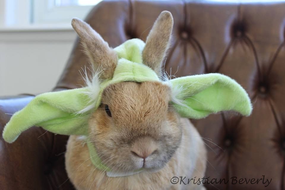 Fanclub - **The New Official Yoda Fanclub** The Swamp Stew is our ally ...