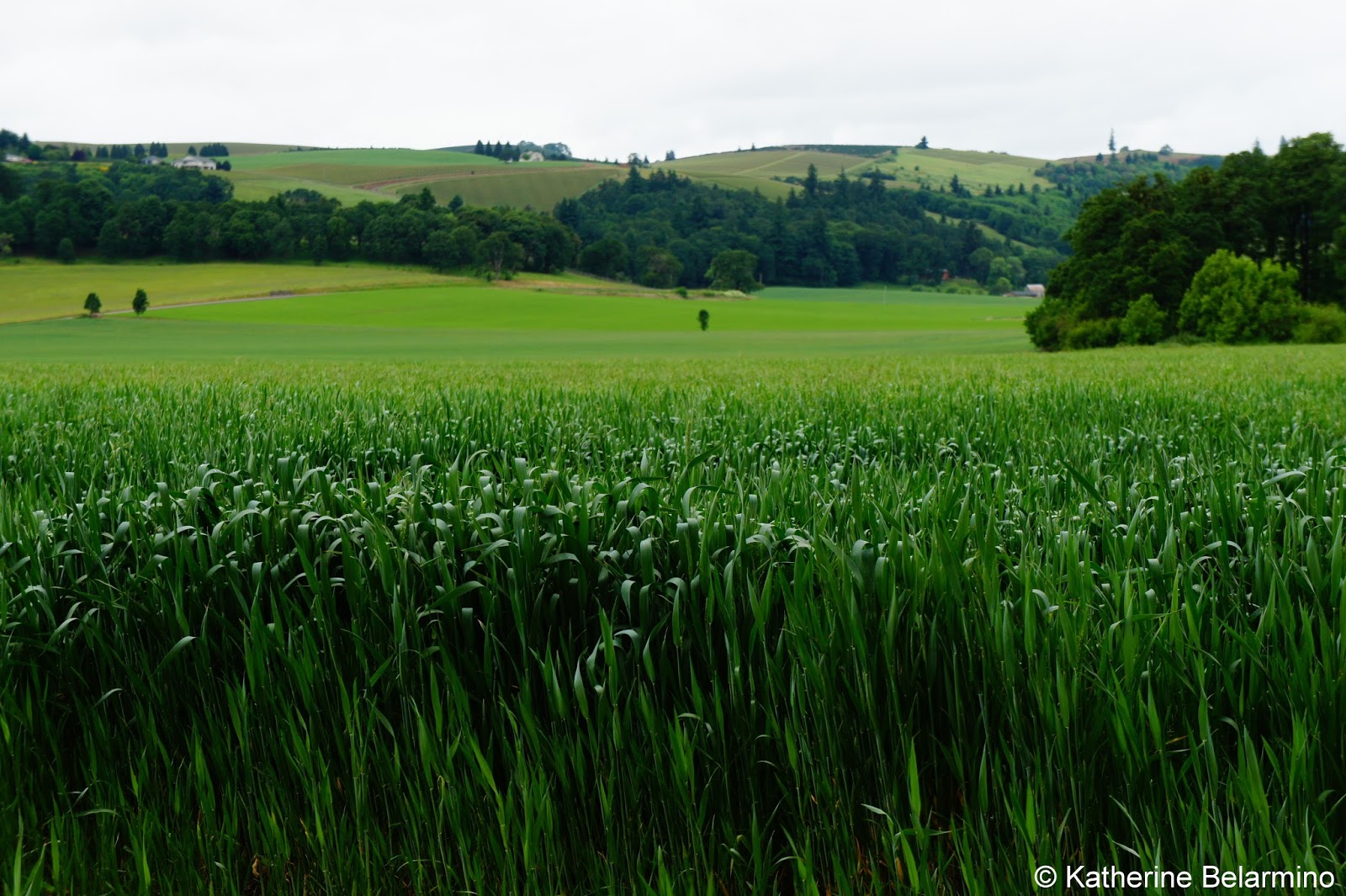 Oregon’s Willamette Valley: More Than Just Wine | Travel the World
