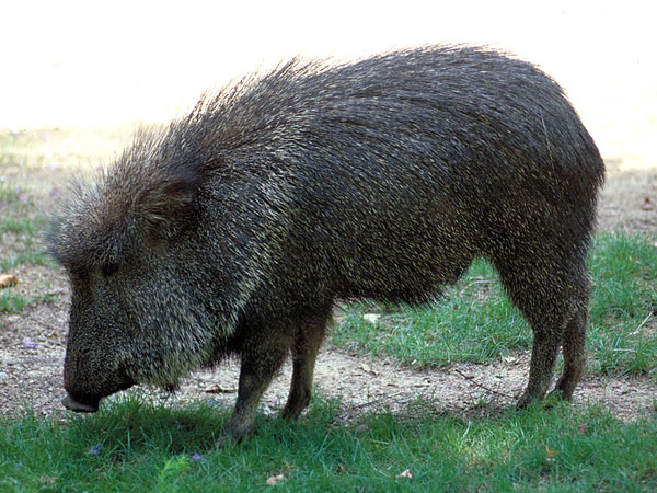Abe's Animals: Peccaries