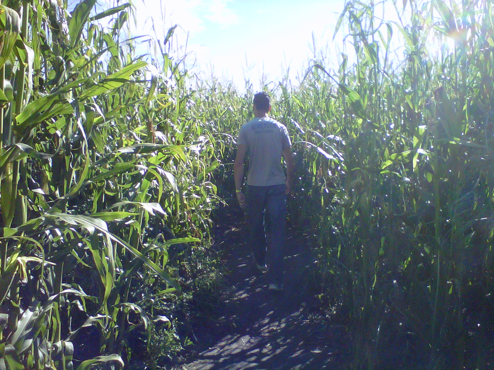 Team Tom: Calgary Corn Maze