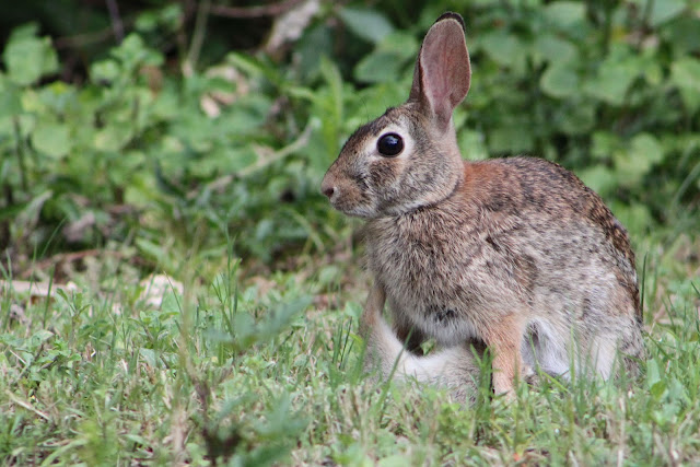 Gary's Photography: A mother rabbit and kit