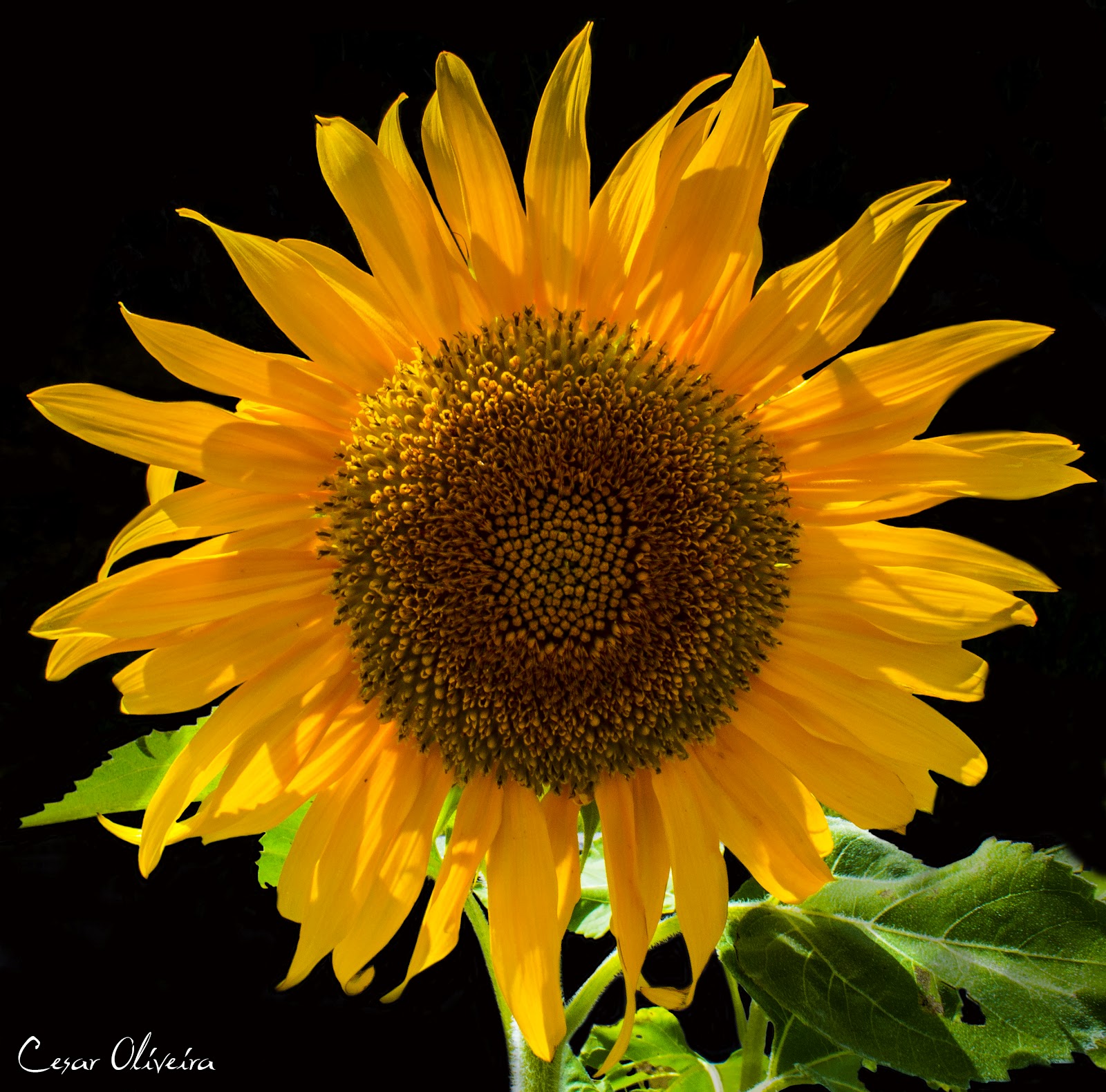 César Oliveira - Design & Photography: Girassol