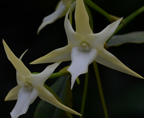 The Orchid Column: Angraecum sesquipedale, The fragrant Star of ...