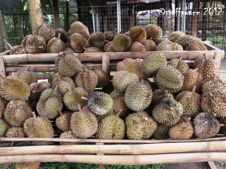 Bisayang Manlalakbay around the Philippines: Durian Garden Atbp in ...