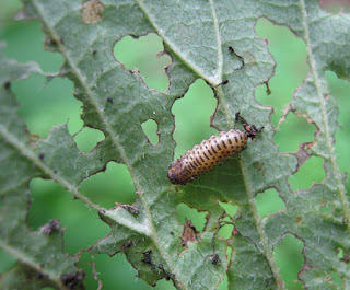 BeautifulNativePlants: Viburnum Under Siege
