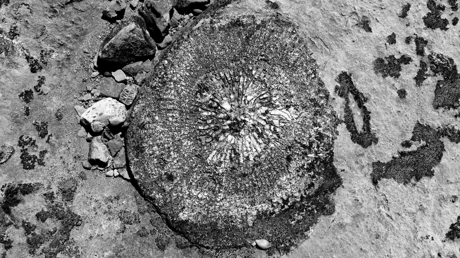 ThirdSpace: Devonian Coral