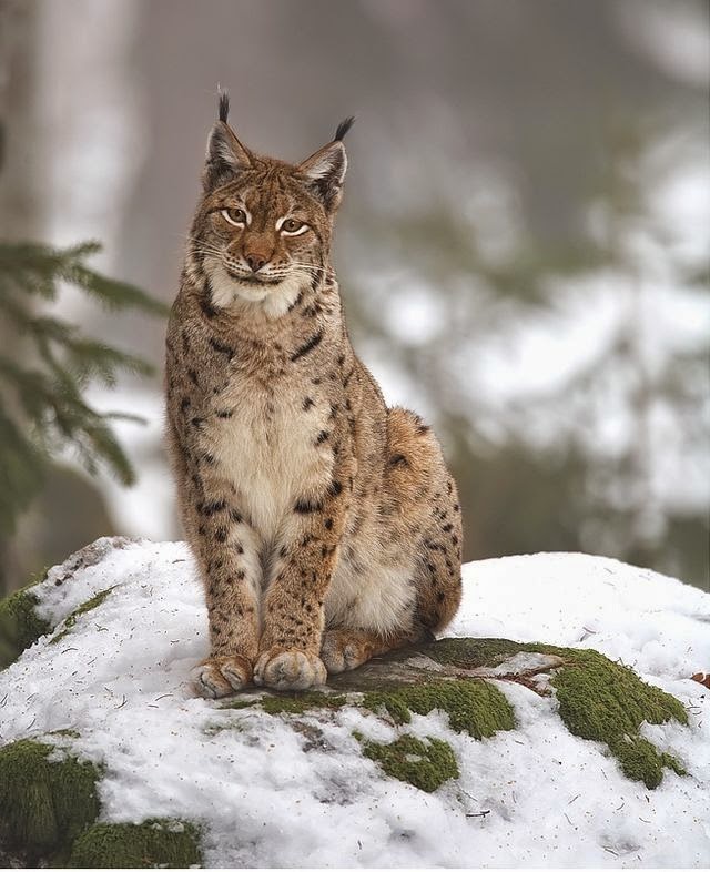 kot,kociak: LYNX LYNX - RYŚ EUROAZJATYCKI