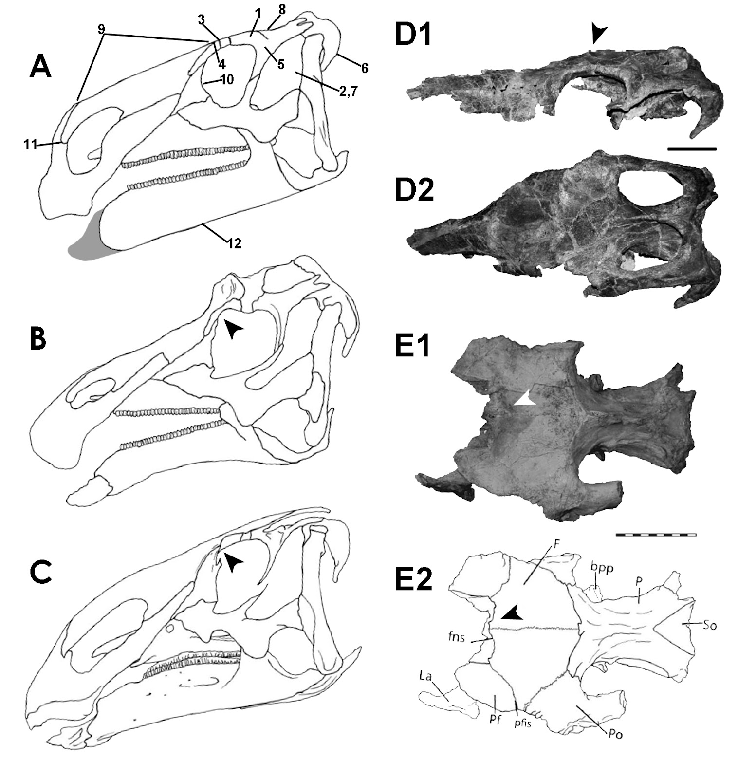 Species New to Science: [Paleontology • 2011] Acristavus gagslarsoni ...