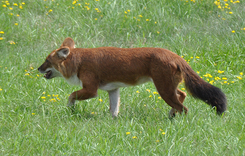 Dhole | Info and Photos | The Wildlife