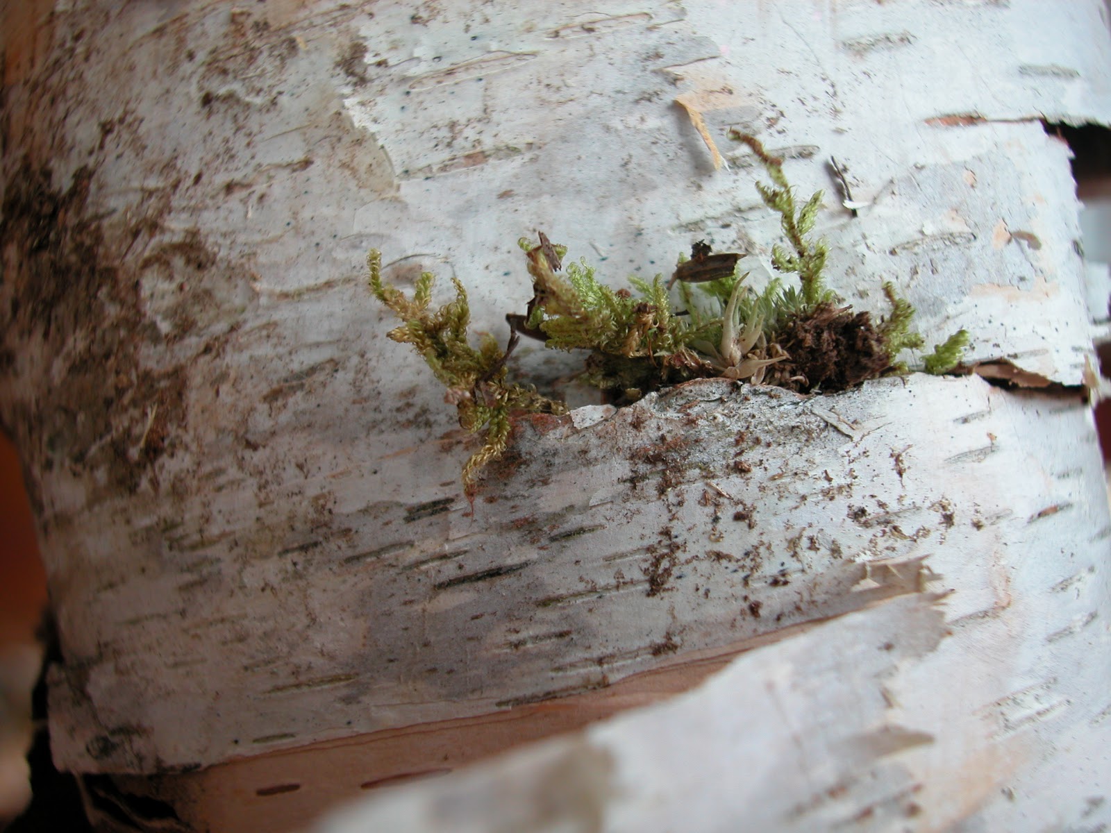 Moss Notes: Hypnum imponens - the Brocade Moss