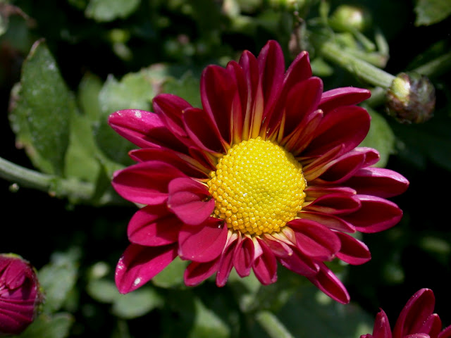 Decoratiuni Gradina, design gradina - blog: Flori de gradina ...