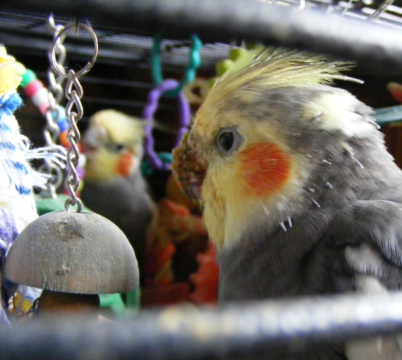 Life From Scratch: Feeding Parrots Seasonally: Autumn