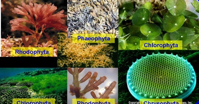 Pengertian, Morfologi, Fisiologi, Klasifikasi dan Reproduksi Alga ...