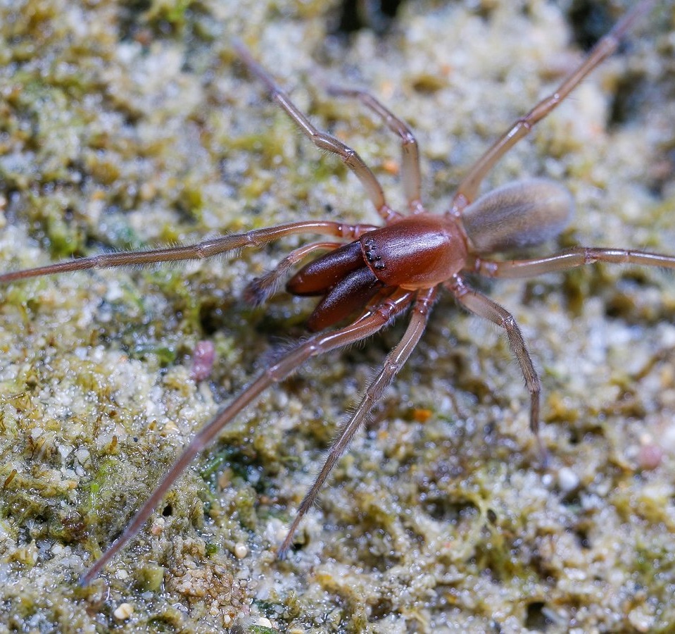 Species New to Science: [Arachnida • 2020] Desis jiaxiangi • First ...