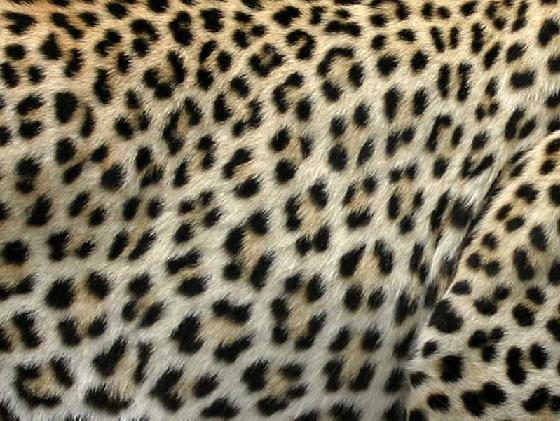 Save the Wildlife: The Rawr Facts: Amur Leopards