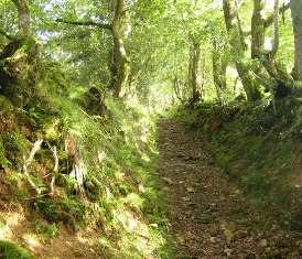 A Worn Path – Summary | The Magic of Words - Buzz Nep