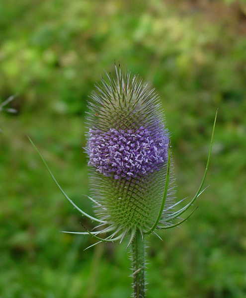 RAMBLES FROM MY CHAIR: Teasel
