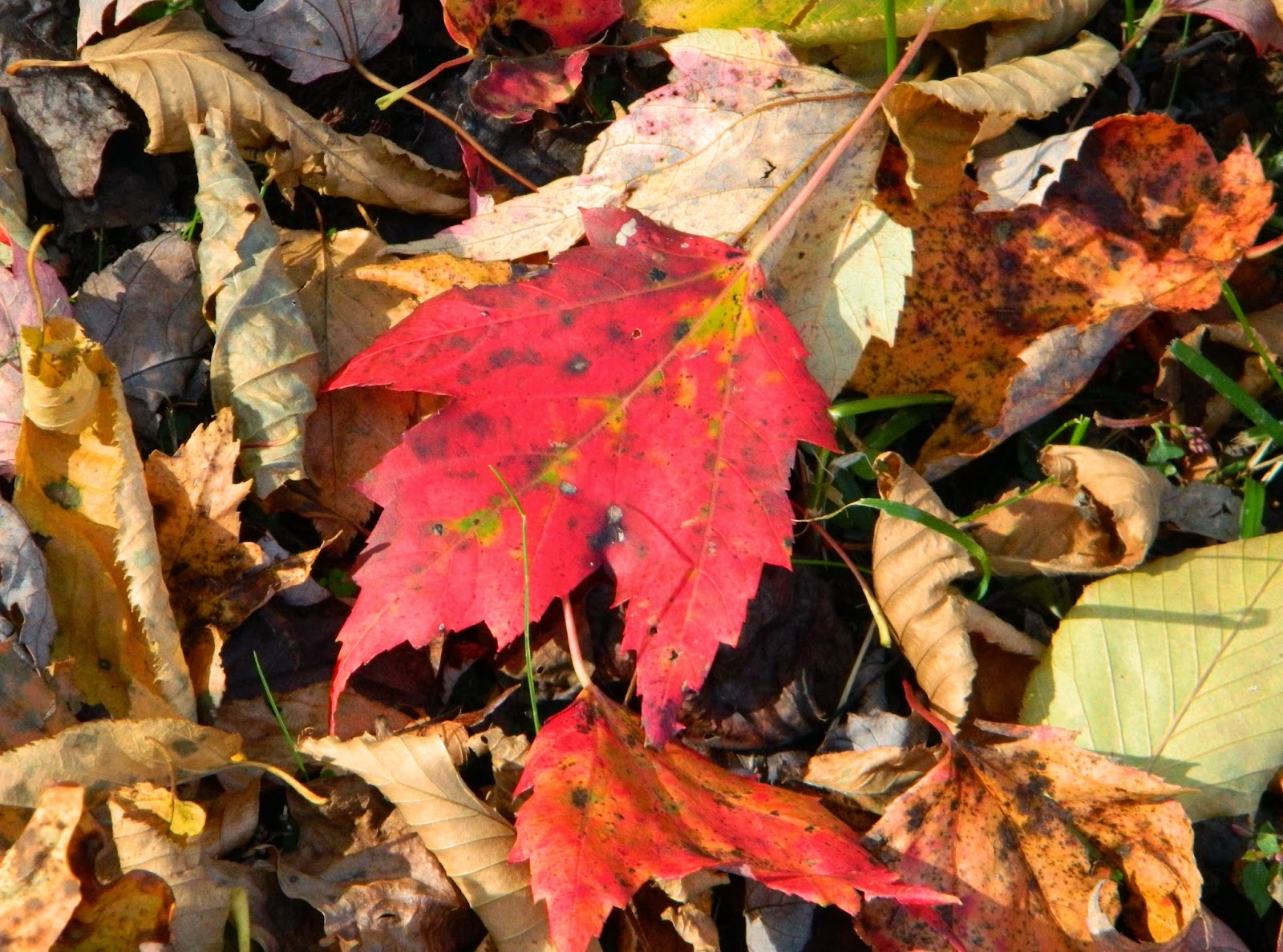 Lise's Log Cabin Life: Crunchy Crispy Leaves
