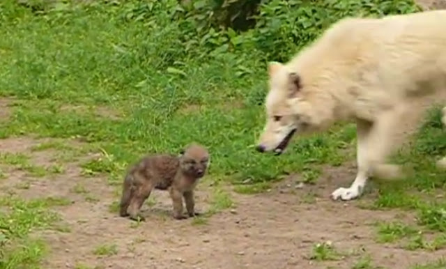 White Wolf : Heartwarming moment when the whole pack of wolves take ...