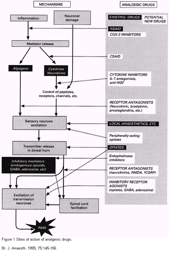 Penatalaksanaan Nyeri Akut ( Acute Pain Management) ~ Seberkas Cahaya ...