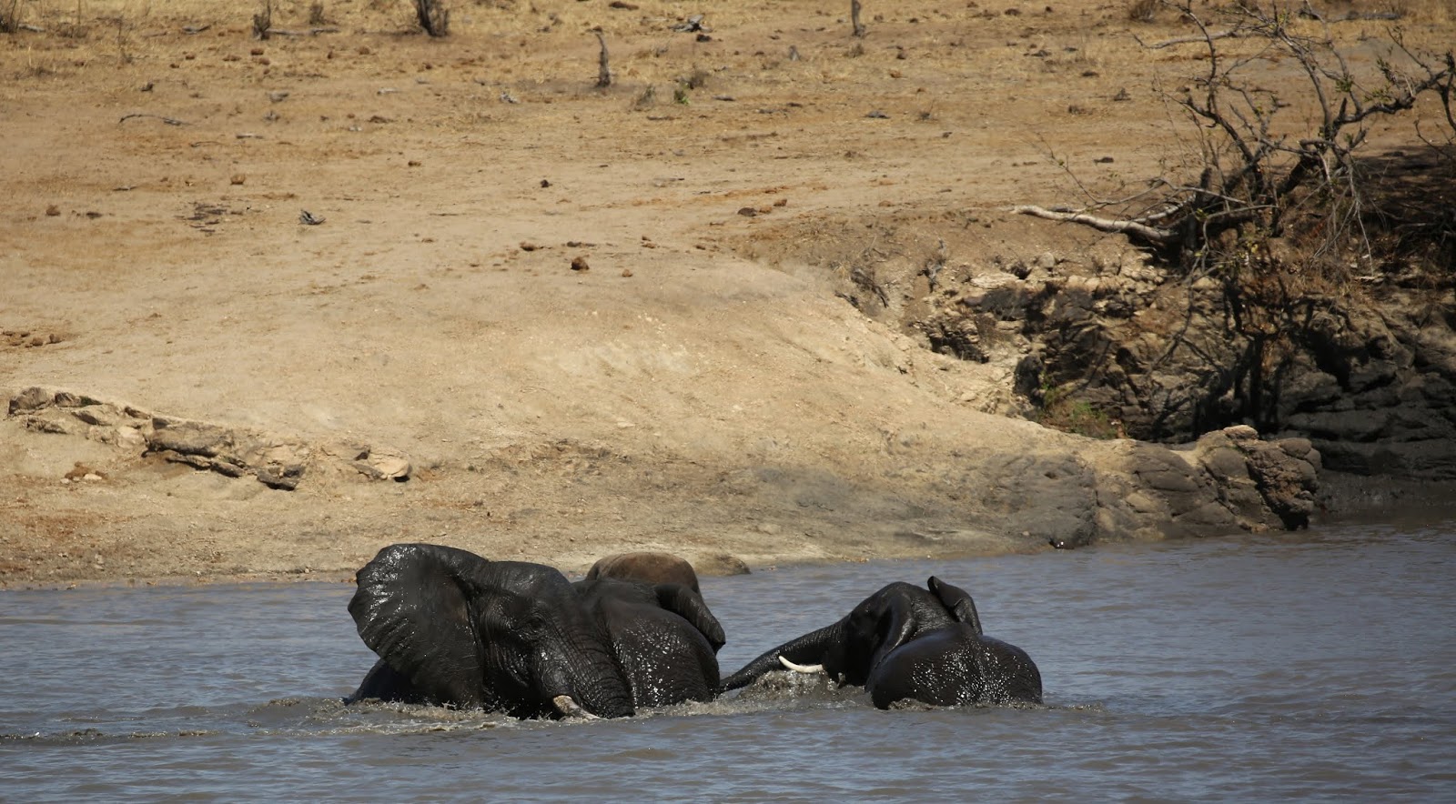 Worldbirder: Clare & Rowan's Africa trip!