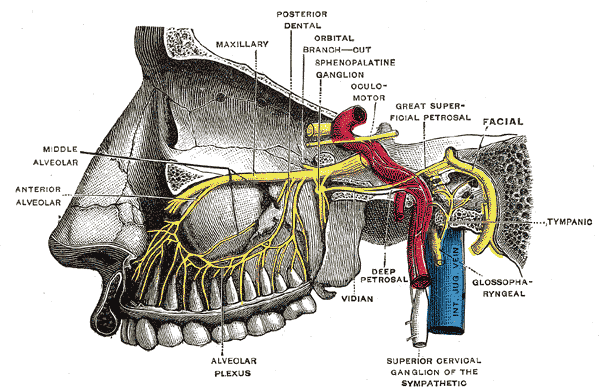 Dentistry: Nerve supply of teeth