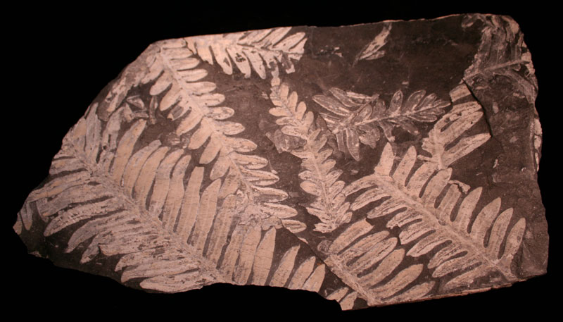 Louisville Fossils and Beyond: Carboniferous Plant Fossils