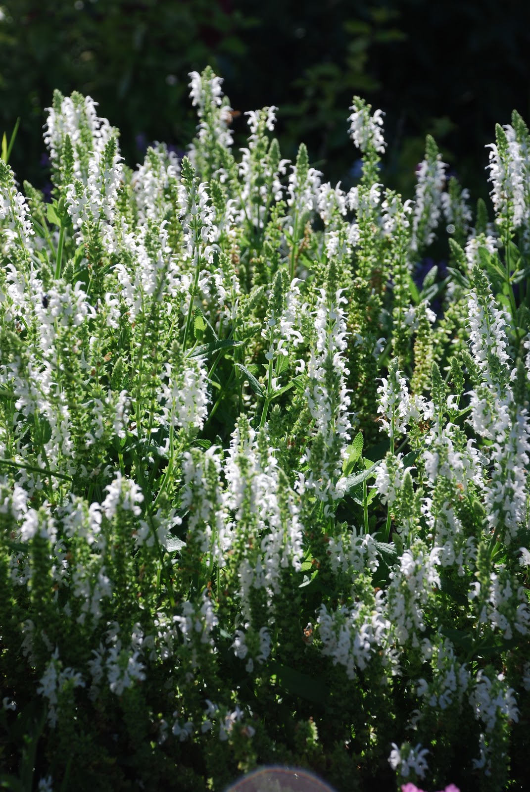 Photographing Flowers: Lovely Whites