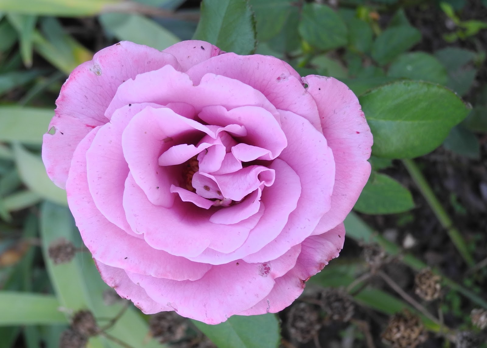 God's Growing Garden: Frank's Flowers - Mauve Miracle Rose