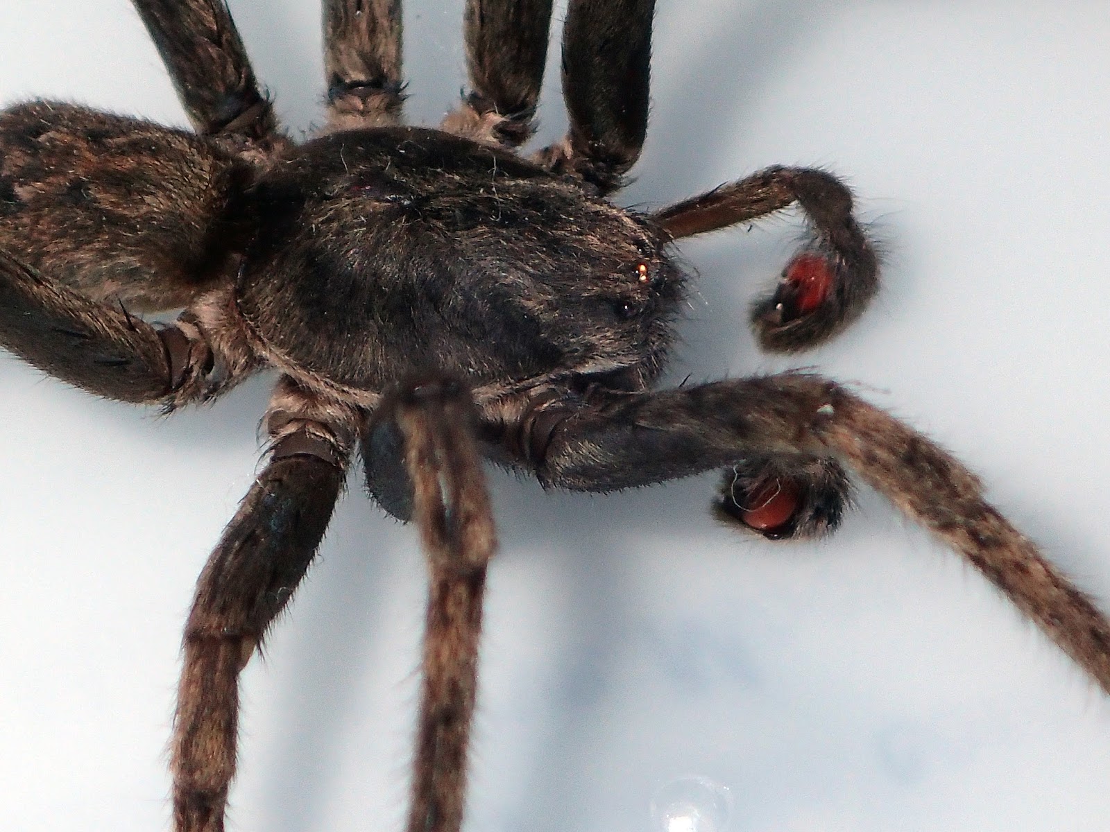 THE LAST VISIBLE DOG: Vagrant Spider (Uliodon albopuntatus)