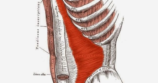 Para definir: como trabajar el transverso del abdomen