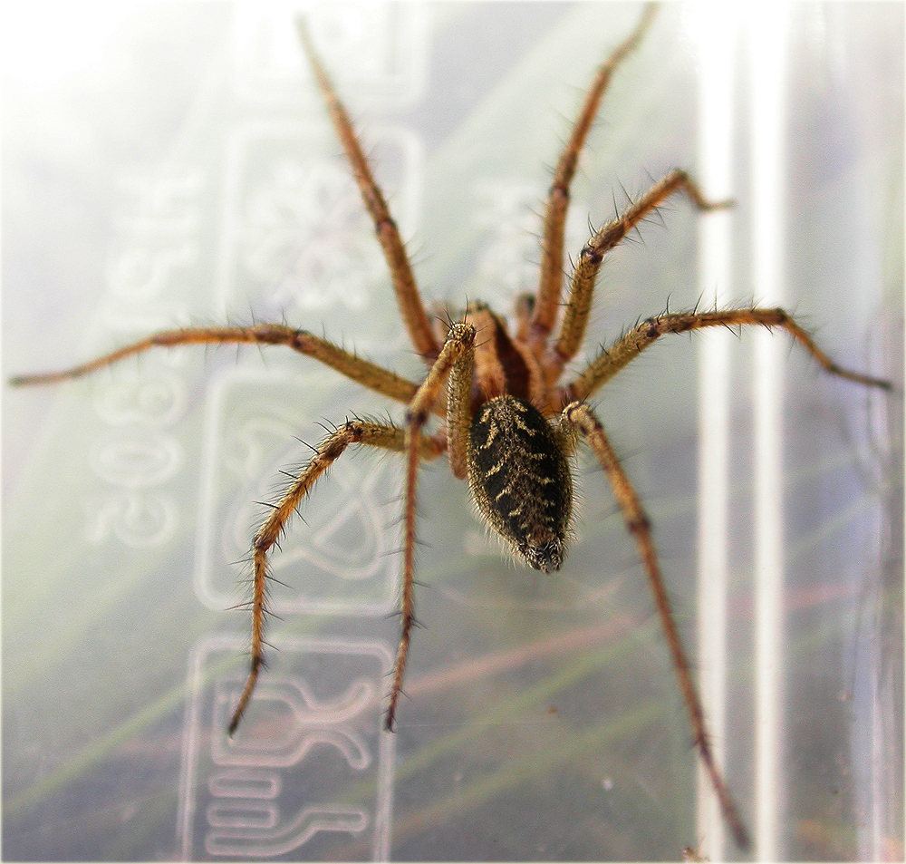 Arachnerds: Labyrinth Spider - Agelena labyrinthica