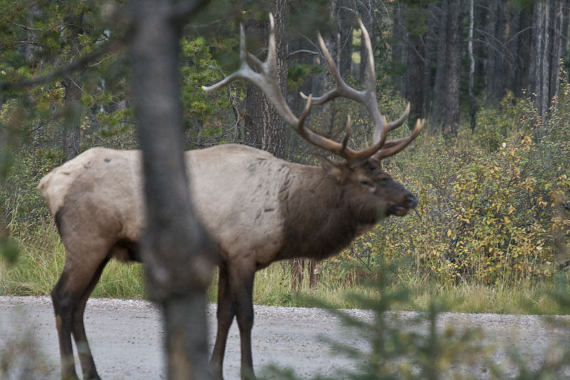Photography of Ralph Fuchs of St. Albert, Alberta: Wildlife