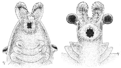 Life Before the Dinosaurs: Laggania/Peytoia