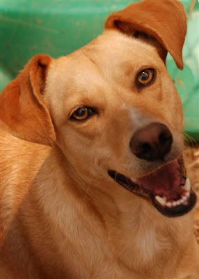 About Dog Mountain Cur: Training Your Mountain Cur to Listen to You