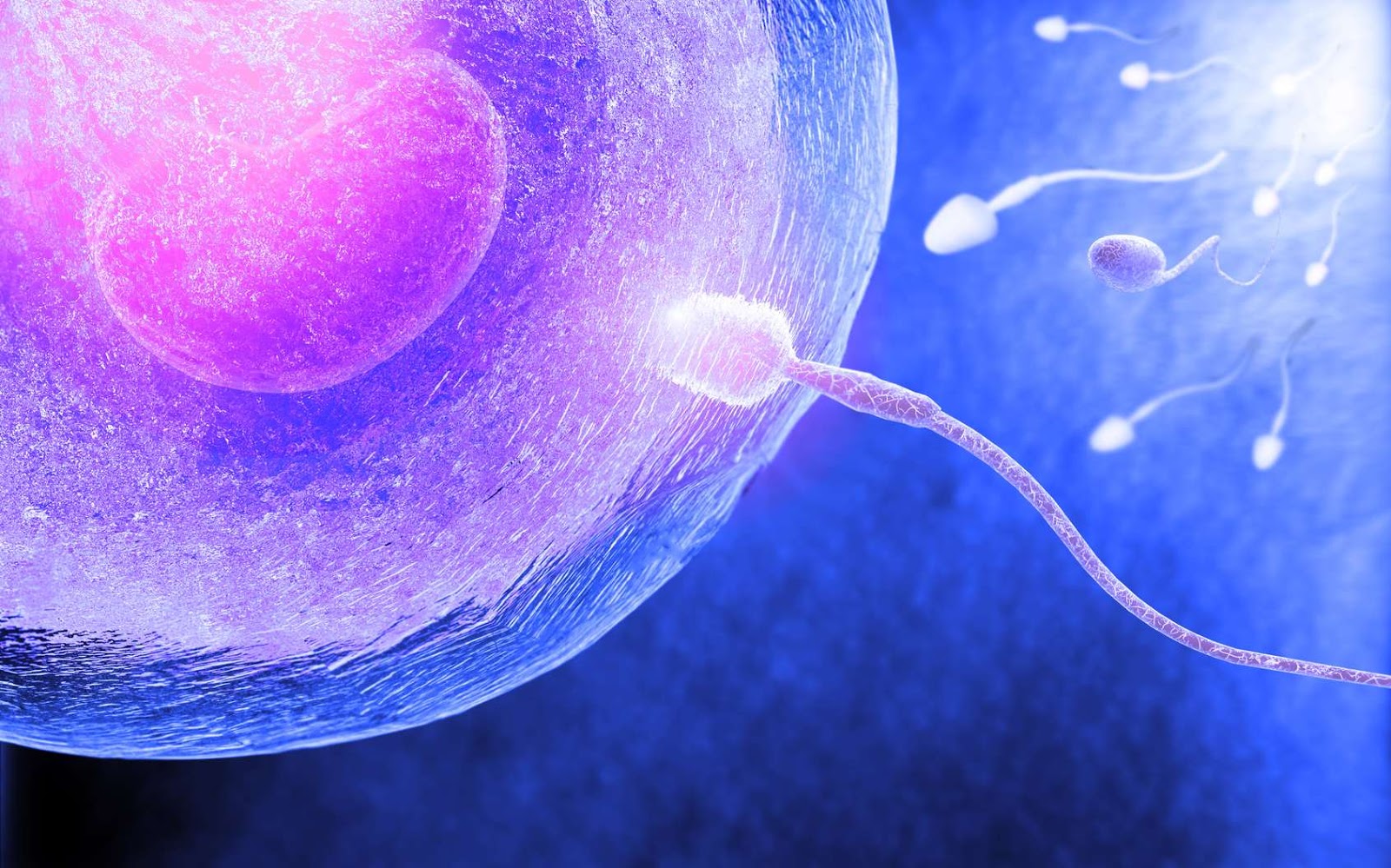 DUNGANDZI: La reproduction