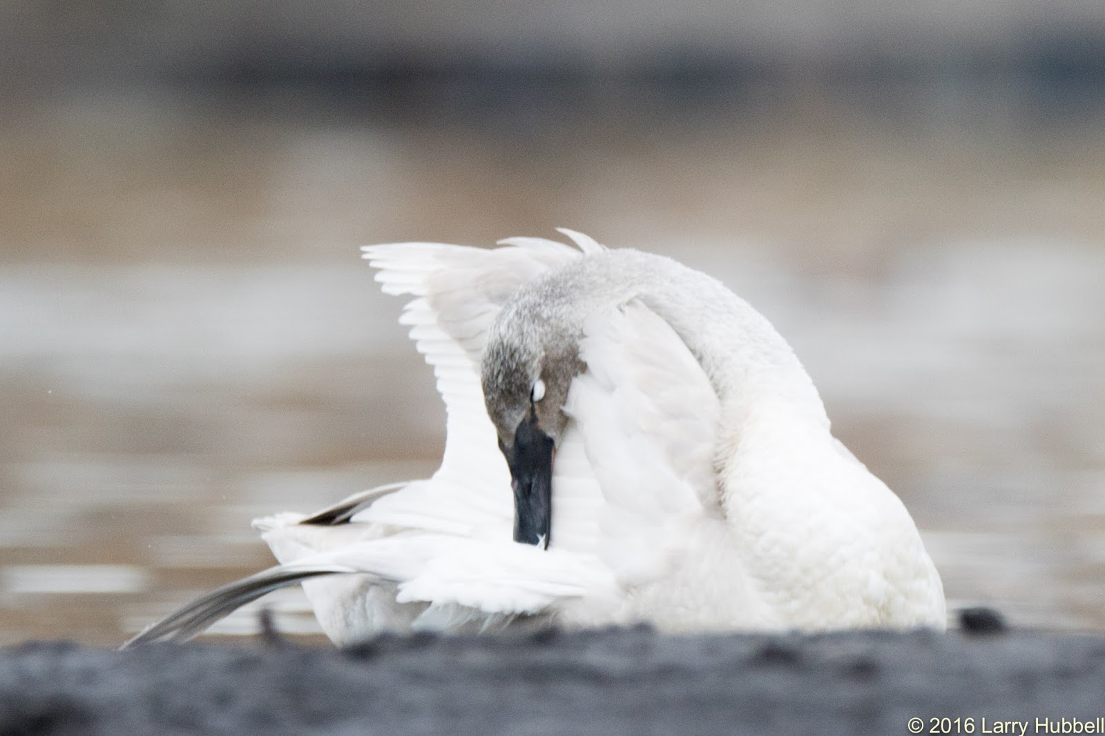 Union Bay Watch : The World's Largest Swans