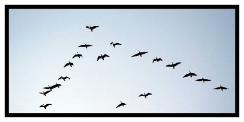 Crossed Culture: DNA, Ducks, and DesCartes