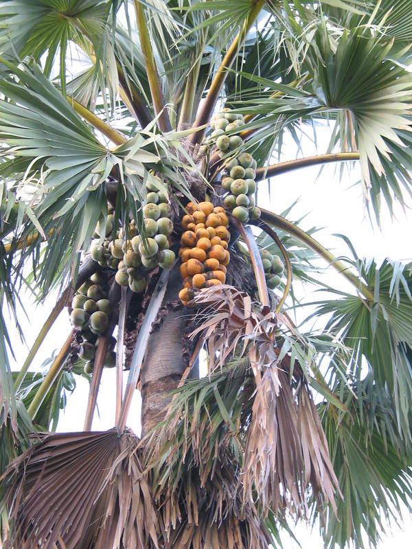 healthy foods and fruits : Borassus Aethiopum