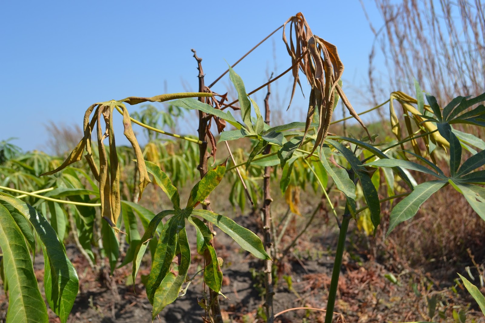 Cassava Virus Disease Diagnostics: MONITORING SURVEY FOR CASSAVA MOSAIC ...