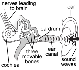 Mrs D's Science: Ears and Microphones - Both are Sound Receivers ...