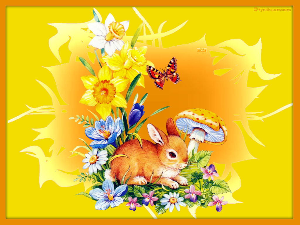 Free Cool Wallpapers: rabbit