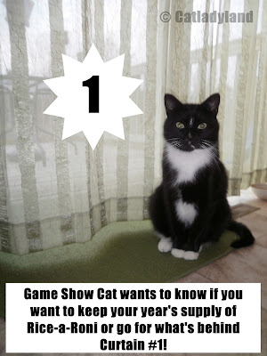 Catladyland: Cats are Funny: Game Show Cat Offers Choices