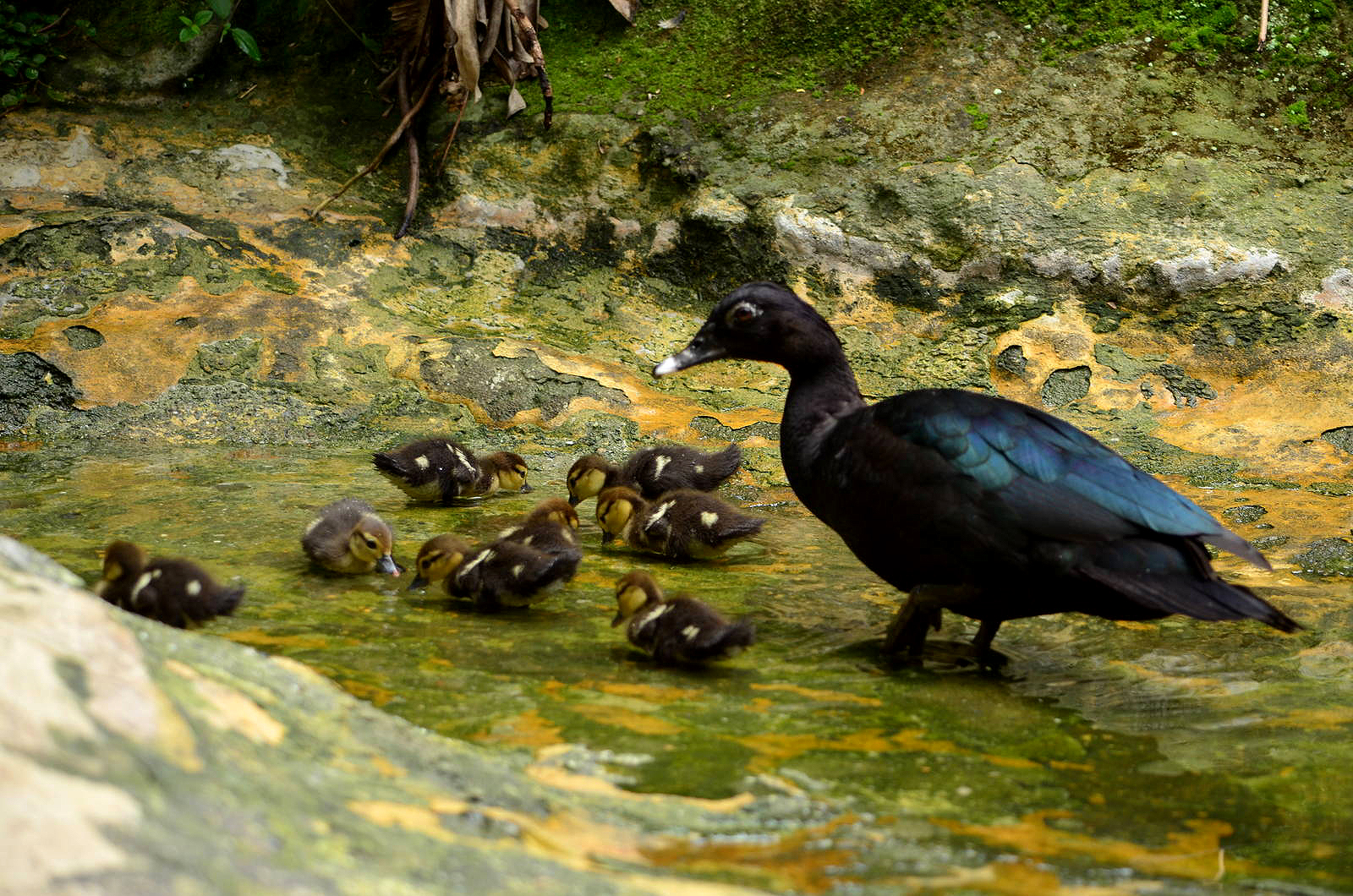 Bellas Aves de El Salvador: Cairina moschata (pato silvetre, real ...