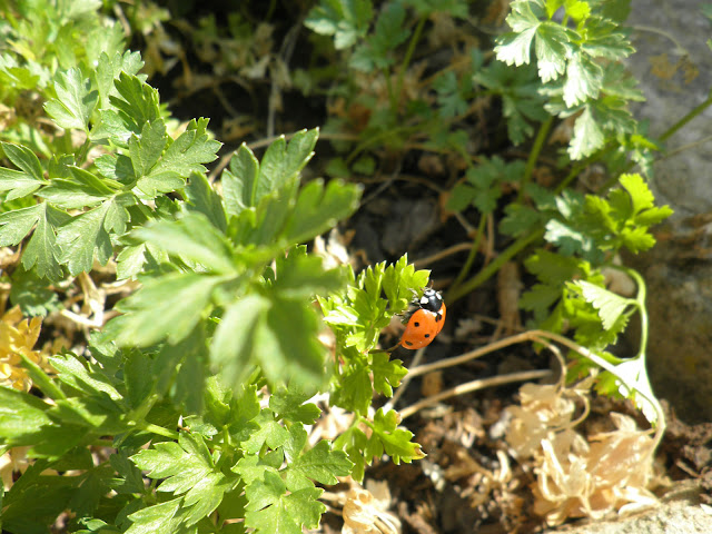 Villabrázaro Vivo!: Bichitos en primavera